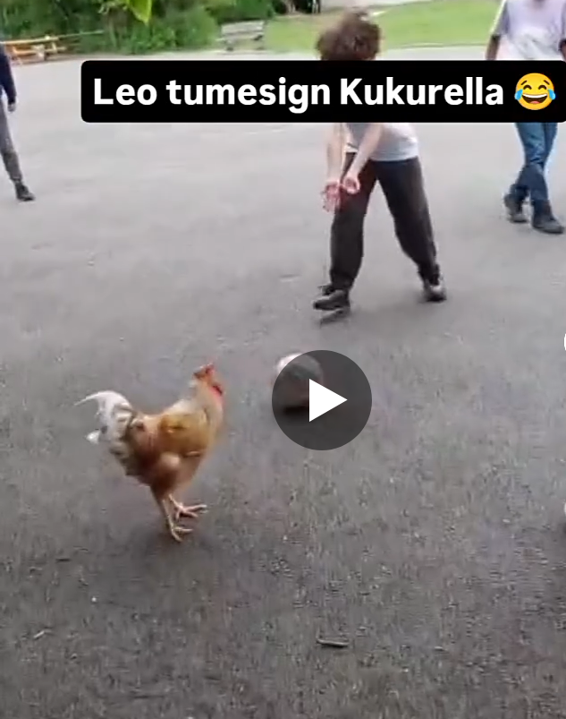 Kukurella! New Signing!